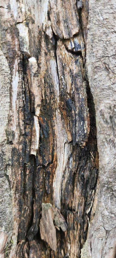 Dry tree root gaps stock image. Image of trunk, wooden - 310849977