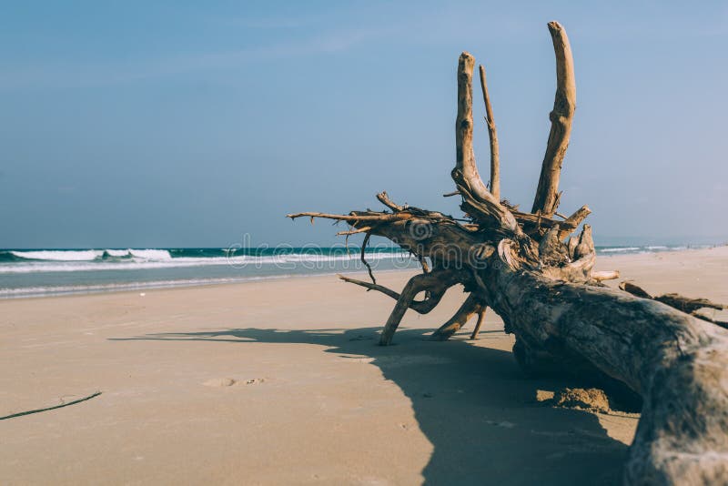 Dry Tree Root Shore Empty Beach Stock Photos - Free & Royalty-Free ...