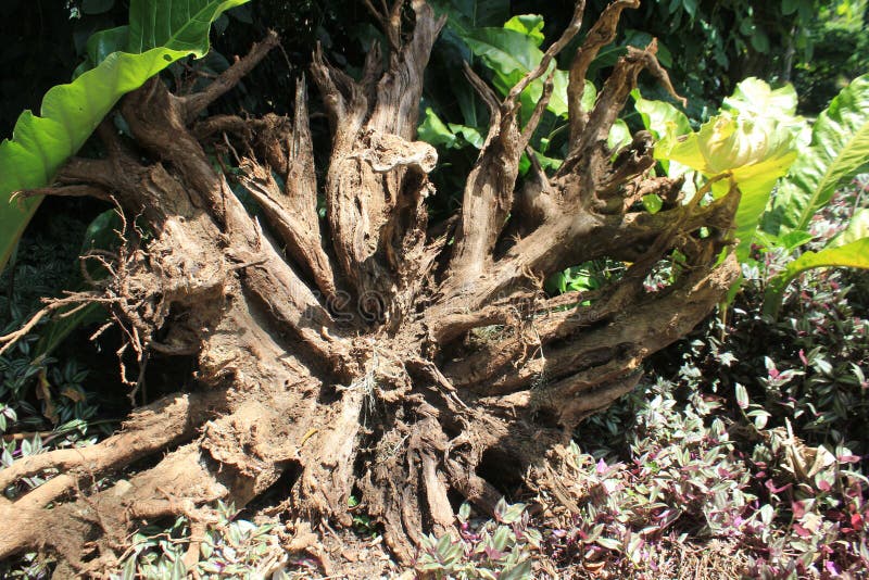 Dry tree root stock image. Image of botanic, city, forest - 93641157
