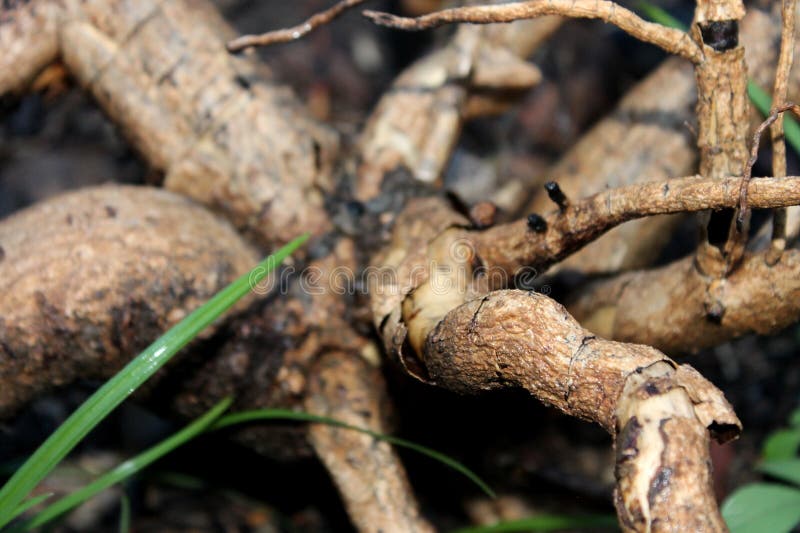 Dry Tree Roots from Burning Stock Image - Image of view, forest: 195600937