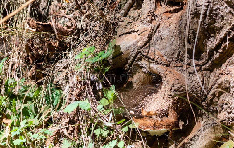Dry Tree Roots in a Cobweb among Dry Grass on Sunlight Stock Photo ...