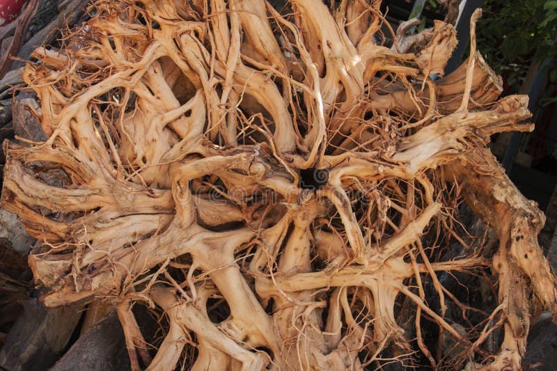 Dry tree roots stock image. Image of environment, nature - 359178963
