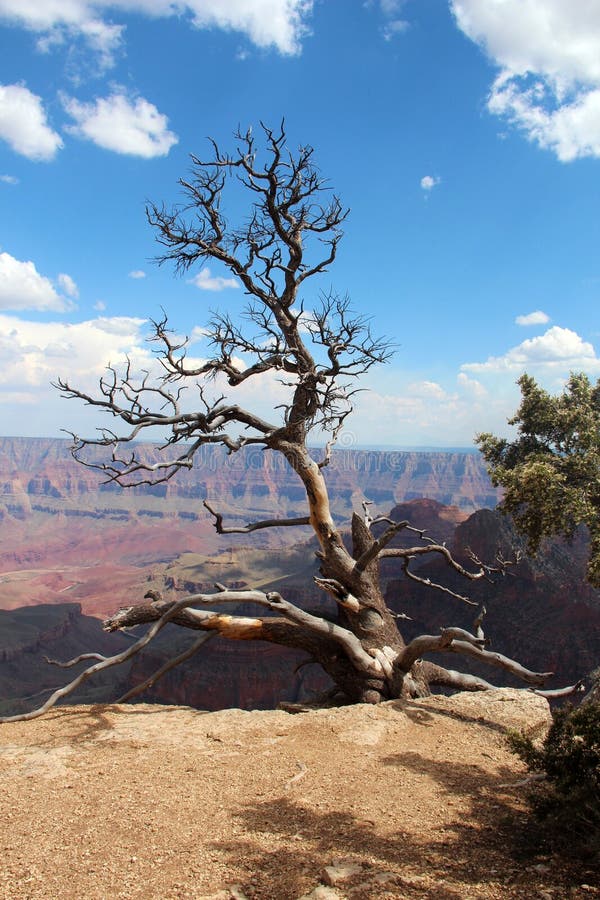 Dry Tree with Roots Hanging from the Cliff in the Big Canyon. Stock ...