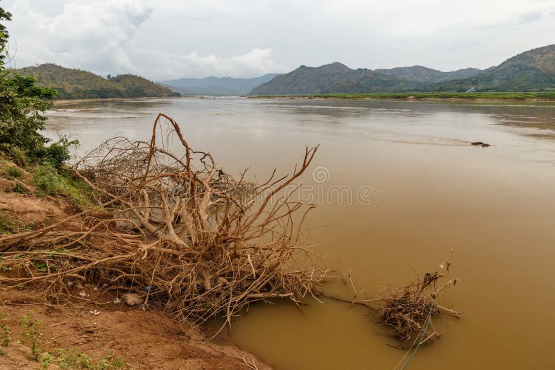 Dry tree roots in water stock image. Image of outdoor - 179726423