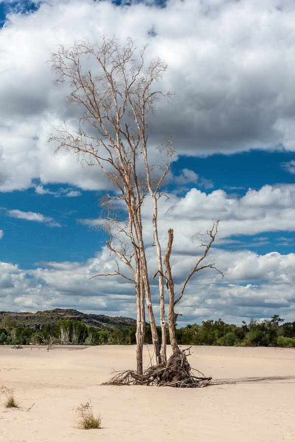 Dry Tree on Sand on Background of Blue Sky. Australia Stock Image ...