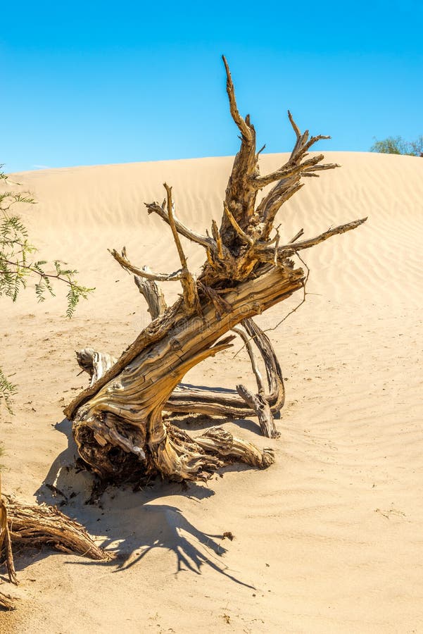 Dry Tree at the Sand Dune stock image. Image of valley - 55505683