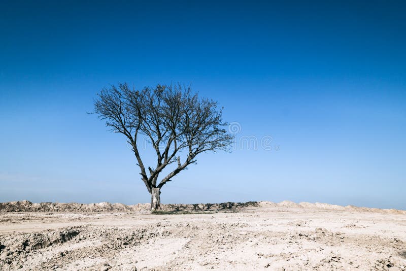 Dry Tree on Sand Ground, Blue Sky Stock Photo - Image of outdoors ...