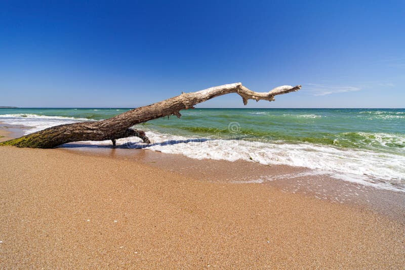 Dry tree on sandy beach stock image. Image of tropical - 26390347