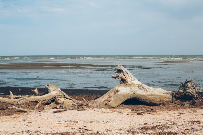 Dry Tree on the Shore of the Wild Sea Stock Image - Image of sand, wild ...