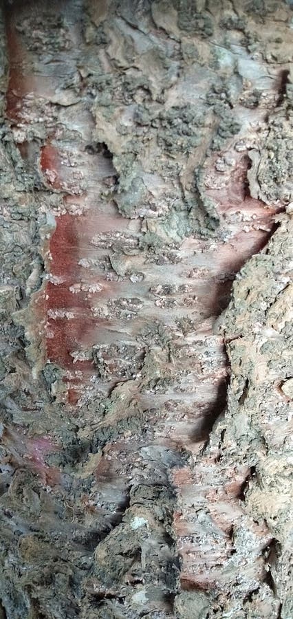 Dry tree this dry season stock image. Image of tree - 225351591