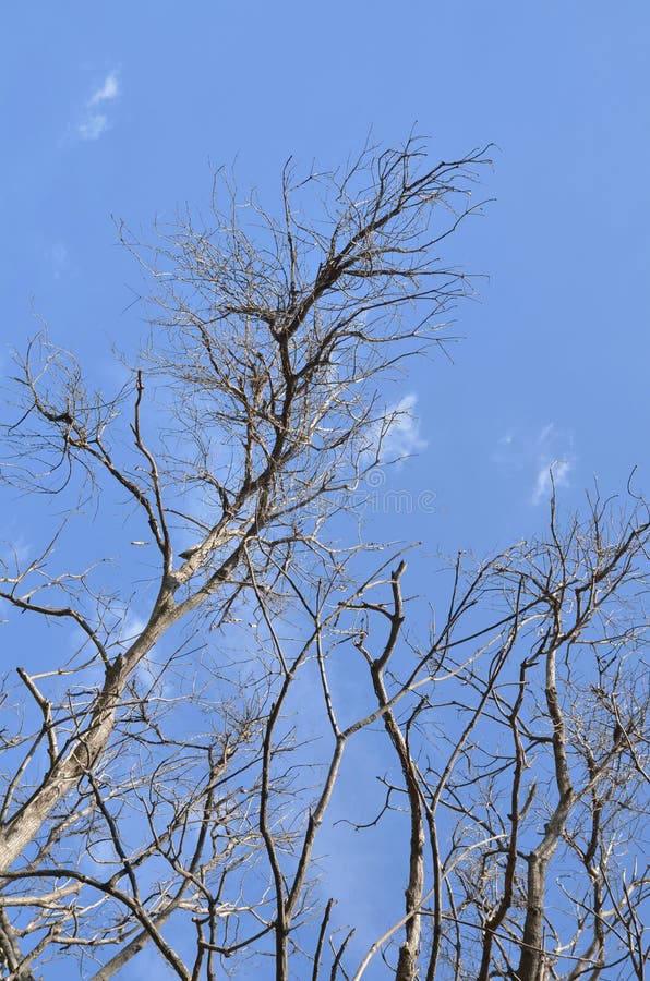 Dry tree stock image. Image of landscape, nature, wood - 35685269