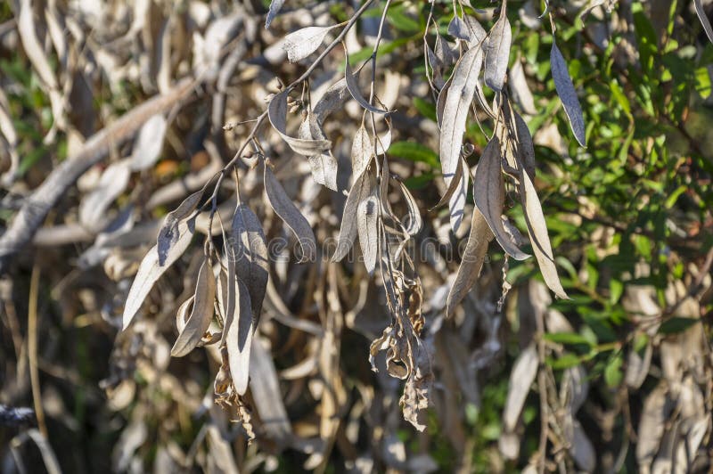 Dry tree seed stock photo. Image of heap, kernel, color - 178062830