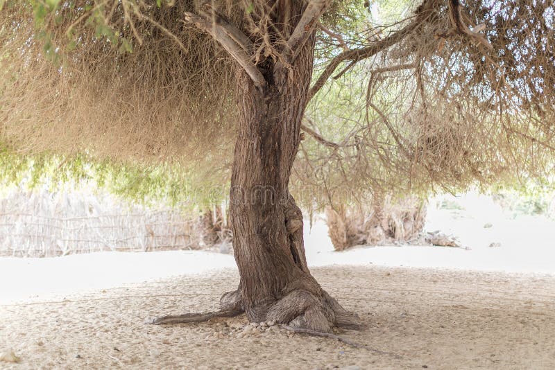 Dry tree seen from below. stock image. Image of branch - 105652143