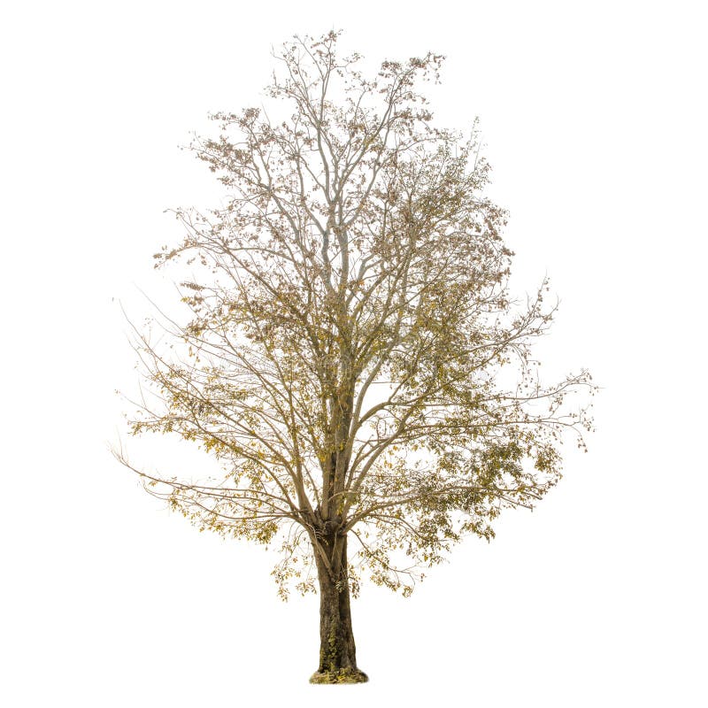 A Dry Tree Shape and Tree Branch on White Background for Isolate the ...