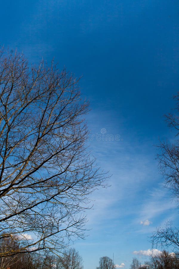 Dry Tree Silhouette on Blue Sky with Clouds Stock Photo - Image of ... Dry Tree Silhouette on Blue Sky with Clouds Stock Photo - Image of ...