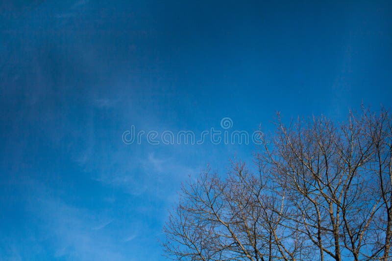 Dry Tree Silhouette on Blue Sky with Clouds Stock Photo - Image of ... Dry Tree Silhouette on Blue Sky with Clouds Stock Photo - Image of ...