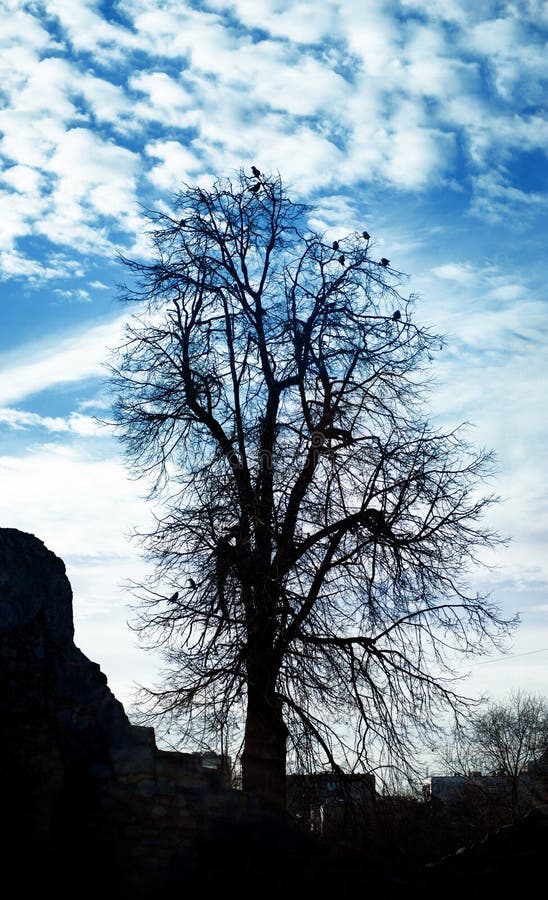 Dry Tree Silhouette Sky Background Birds Sitting Its Stock Photos ...