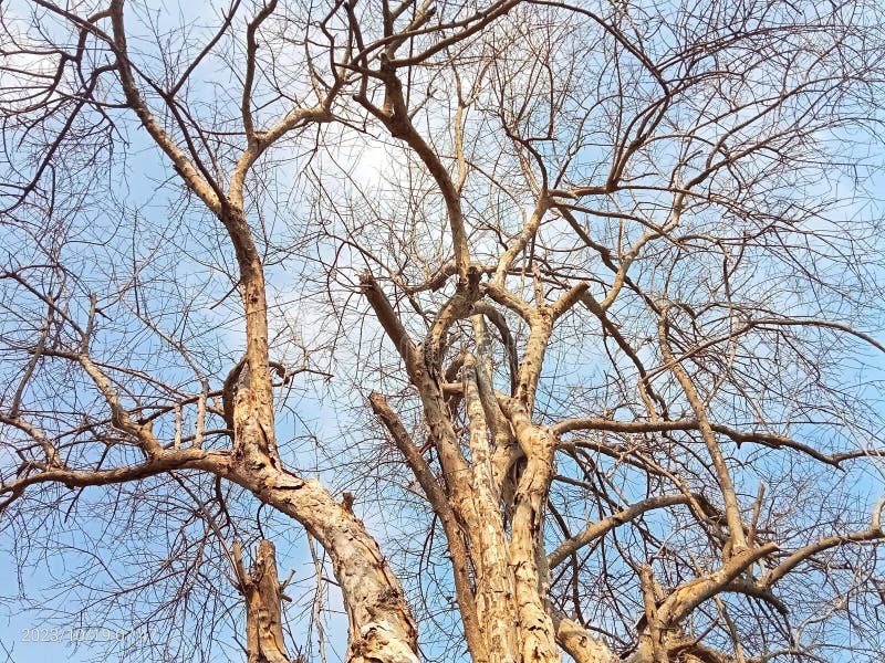 A Dry Tree without a Single Leaf on Its Branches Stock Photo - Image of ...