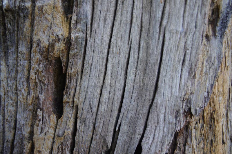 Dry Tree Skin, Beautiful Patterns, Old Condition Stock Image - Image of ...