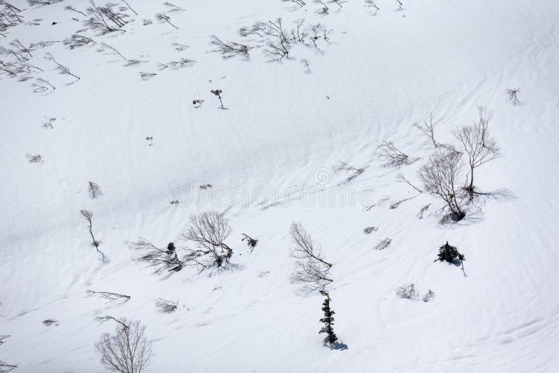 Dry tree on the snow. stock image. Image of beautiful - 119861433
