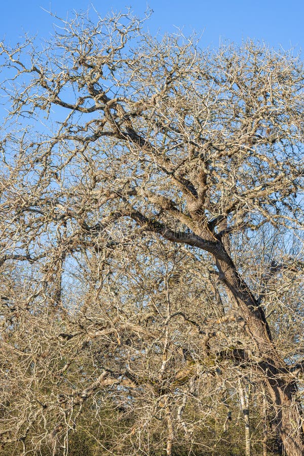 Dry tree in southern Texas stock photo. Image of sunshine - 339870140