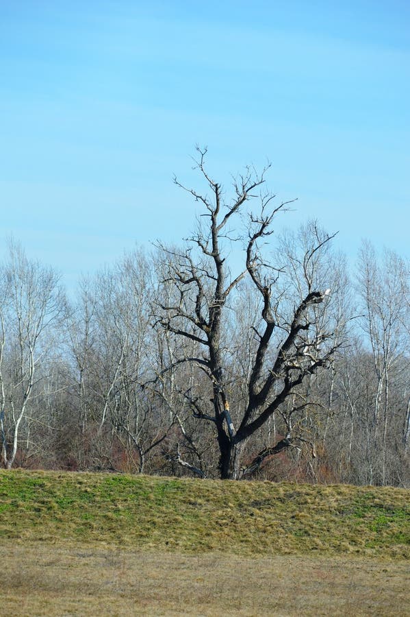 Dry tree in spring stock image. Image of forest, grass - 373455023