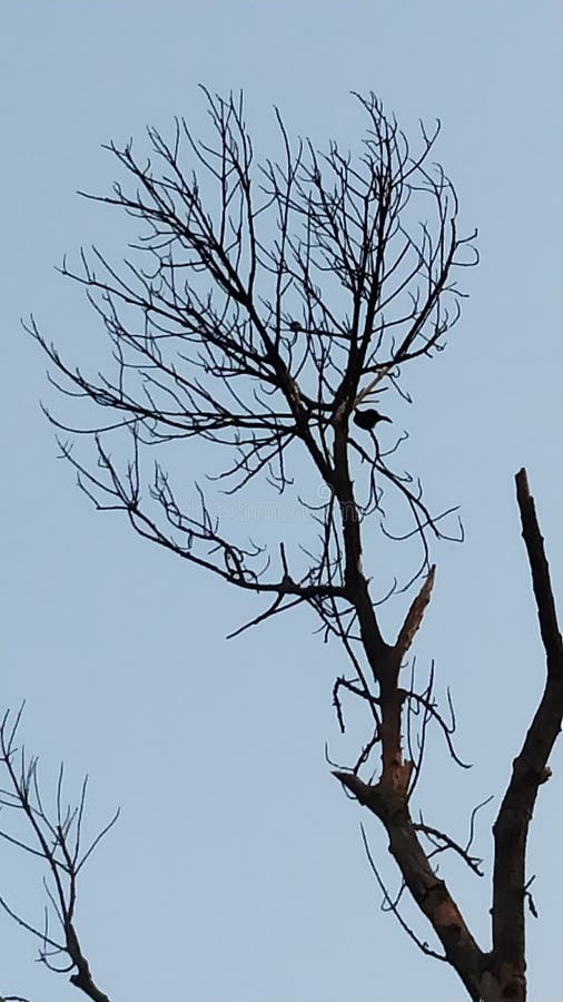 Dry tree standing stock photo. Image of plant, tree - 179589380