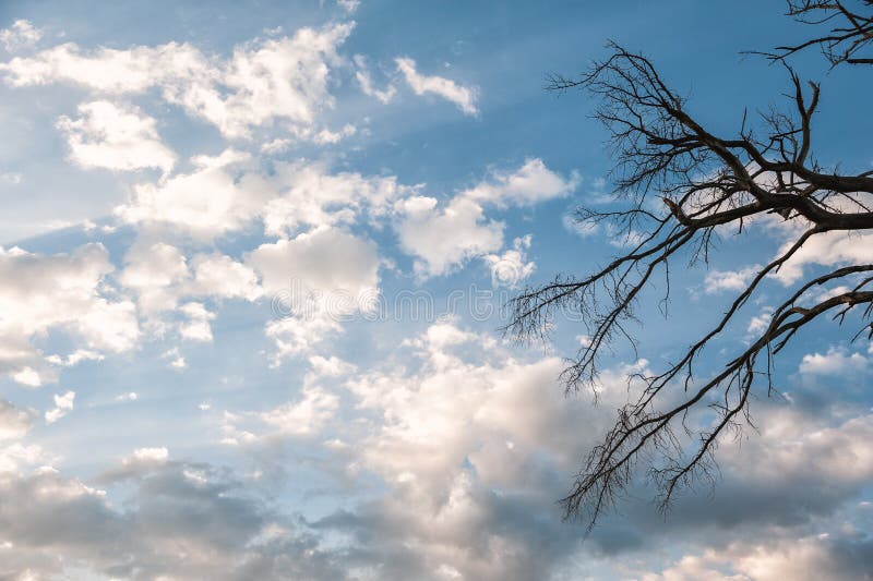 Dry Tree Stands Alone Against a Pale Cloudy Blue Sky, Creating a ...