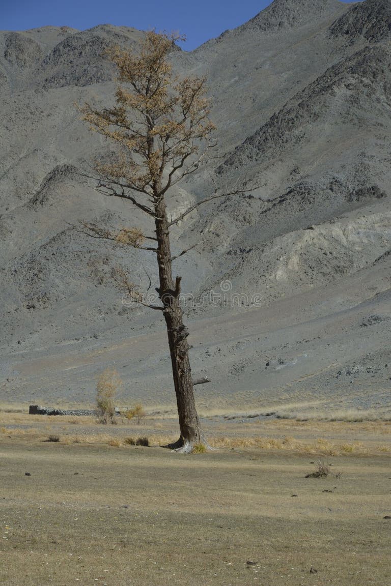 1,721 Mongolian Tree Stock Photos - Free & Royalty-Free Stock Photos ...