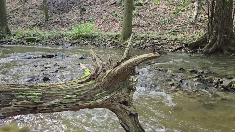 Dry tree in a stream stock footage. Video of nature - 344849766