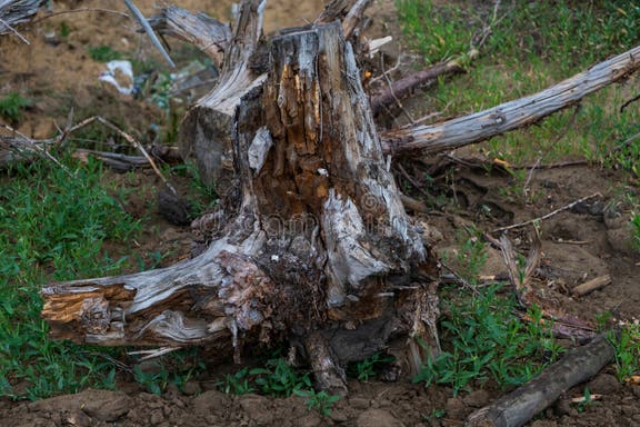 Dry Tree Stump in the Forest. Dried Tree Roots Stock Photo - Image of ...