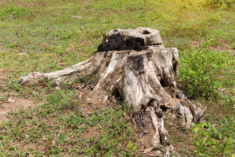 Dry Tree Stump in the Meadow Stock Photo - Image of trunk, wood: 228843332