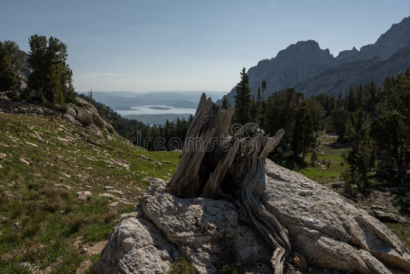 Dry Tree Stump Wedged in Boulder in Paintbrush Canyon Stock Image ...
