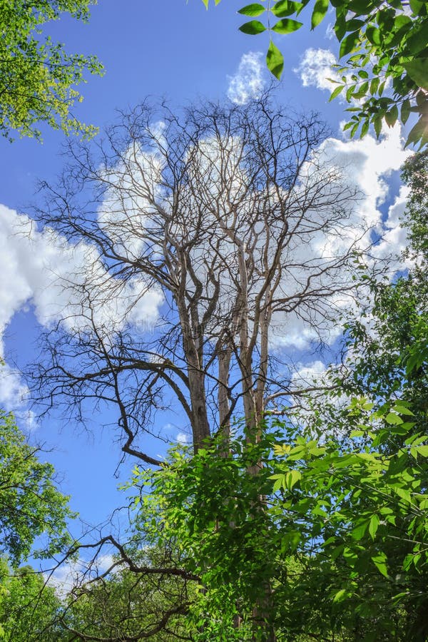 Dry Tree in a Summer Forest. Stock Image - Image of bright, leafless ...
