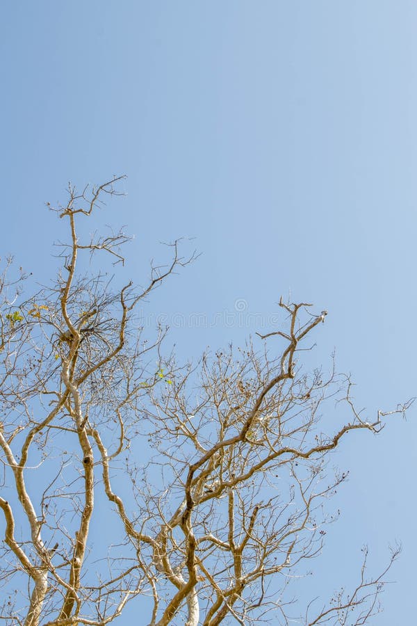 Dry tree in summer season stock image. Image of trees - 70224469