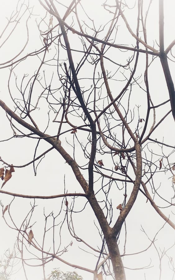 Dry tree in summer time stock image. Image of spring - 224324541