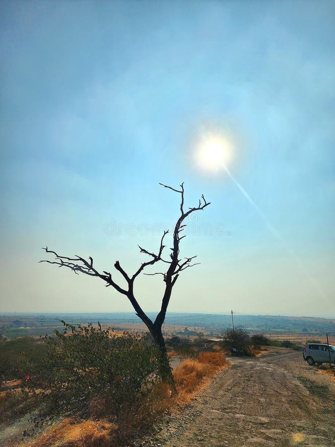 Dry Tree and Sun in Dry Land Stock Image - Image of desert, morning ...