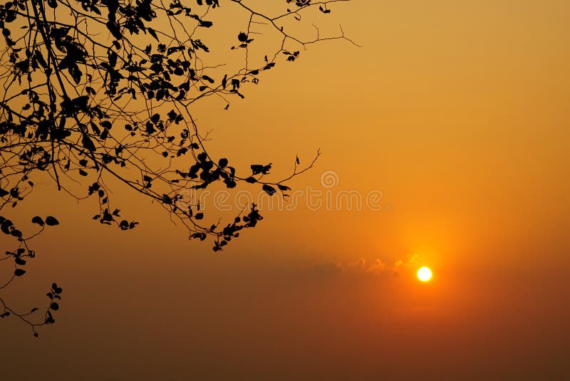 Dry Tree at Sunset Over Orange Sky Background Stock Photo - Image of ...