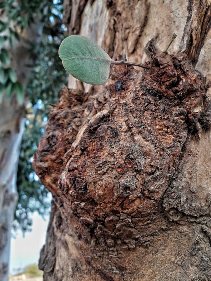Dry tree surface in forest stock photo. Image of texture - 173351132