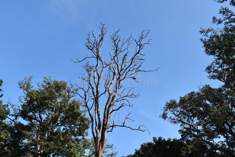 Dry Tree Surrounded by Fresh Green Trees with Blue Sky Stock Image ...