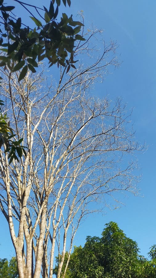 Dry tree survives stock photo. Image of beautiful, green - 277735268