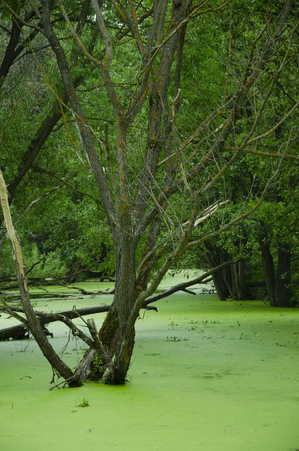 Dry Tree in the Swamp in Summer Stock Photo - Image of green ...