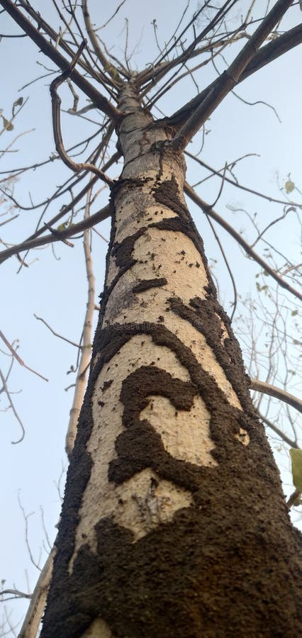 Dry Tree Teak Tree, Dry Barks, Dry Branches, Dry Trunks, Dry Twigs ... Dry Tree Teak Tree, Dry Barks, Dry Branches, Dry Trunks, Dry Twigs ...