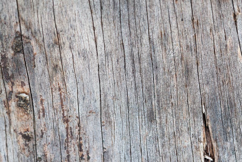 Dry Tree Texture Background Stock Photo - Image of macro, bark: 111984320