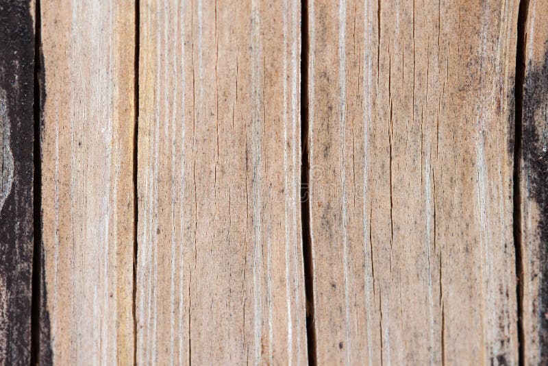 Dry Tree Texture Background Stock Photo - Image of vintage, abstract ...