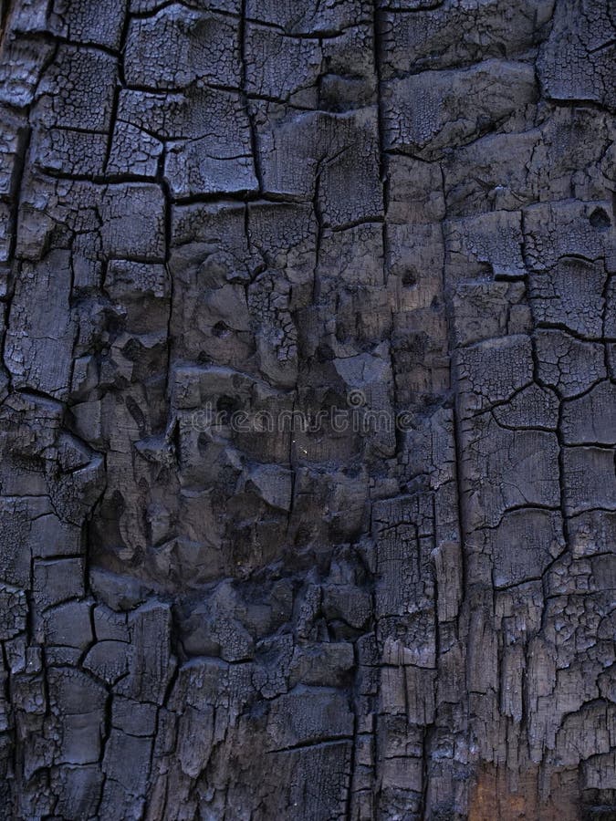 Dry Tree Texture. Tree Bark Background Texture Stock Photo - Image of ...