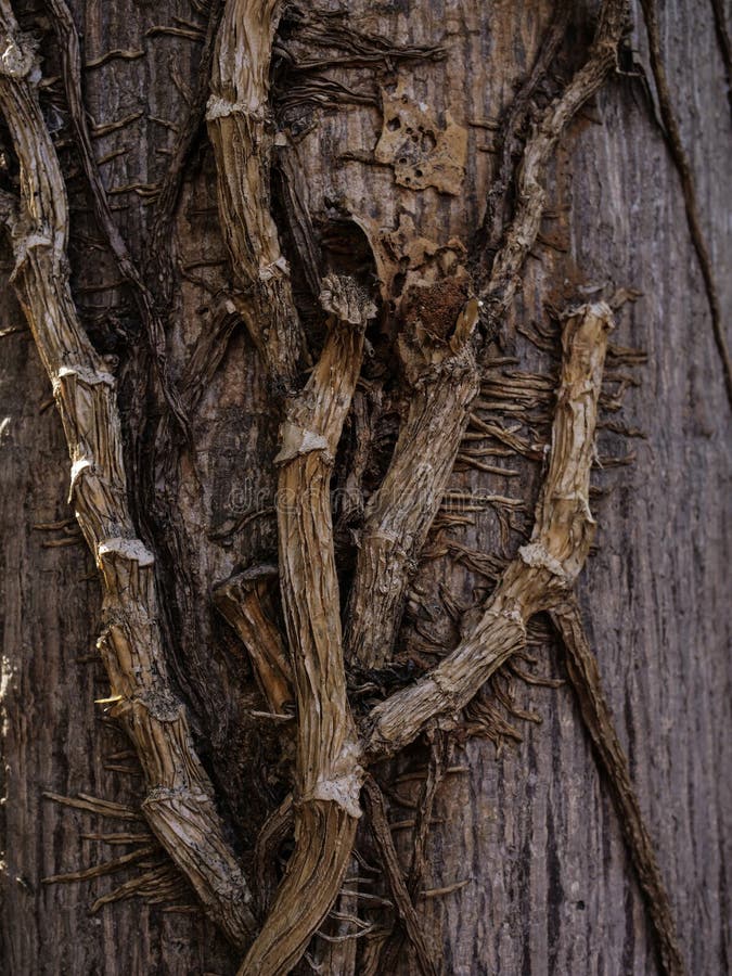 Dry Tree Texture. Tree Bark Background Texture Stock Image - Image of ...