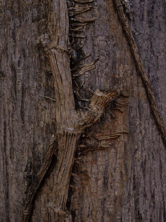 Dry Tree Texture. Tree Bark Background Texture Stock Photo - Image of ...