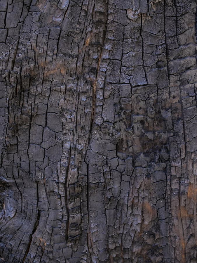 Dry Tree Texture. Tree Bark Background Texture Stock Photo - Image of ...