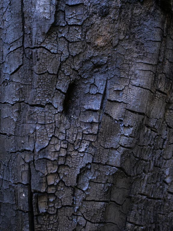 Dry Tree Texture. Tree Bark Background Texture Stock Photo - Image of ...